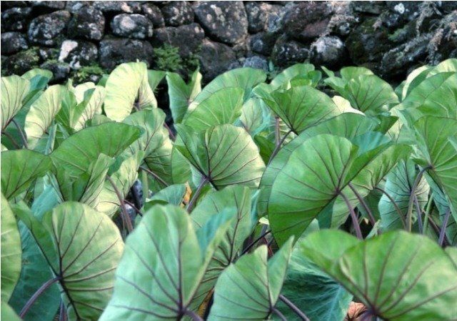 Health Benefits of Arbi Patta Colocasia Leaves Taro Leaves, हरी सब्‍जी ...