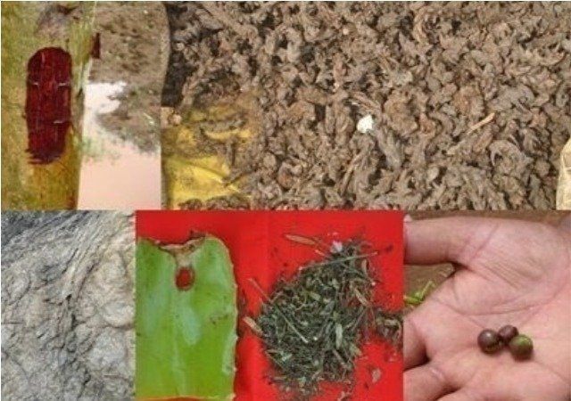 Health Benefits of Arjun ki chaal for heart blockage blood pressure ...