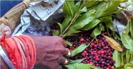 Health Benefits Of Kafal fruits, Benefits Of Kafal: इस फल में है कैंसर ...