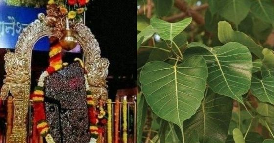 शनिवार को पीपल के पेड़ में जानिए क्यों चढ़ते हैं कच्चा दूध, Saturday ...