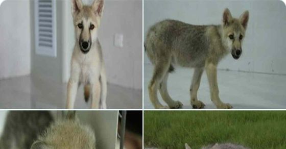 Scientists in China created world first cloned wild arctic wolf Maya ...