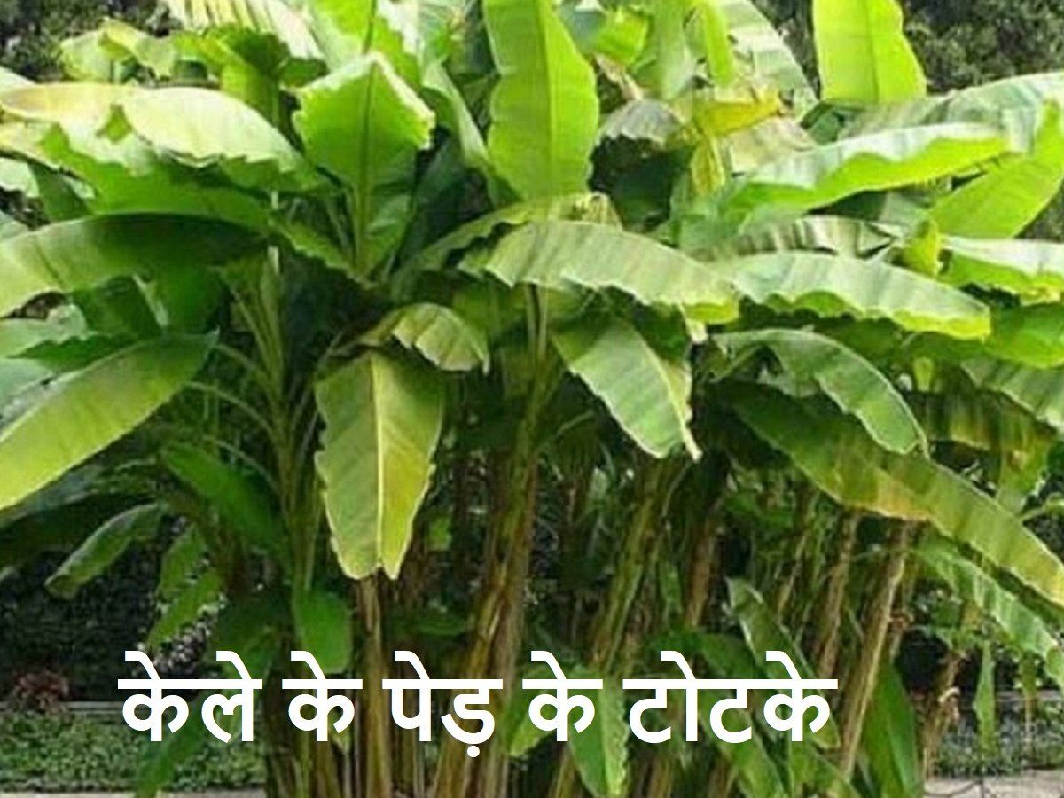 राजा की तरह धनवान बना सकती है केले की पेड़ की जड़, तने पर ये चीज टांगने ...