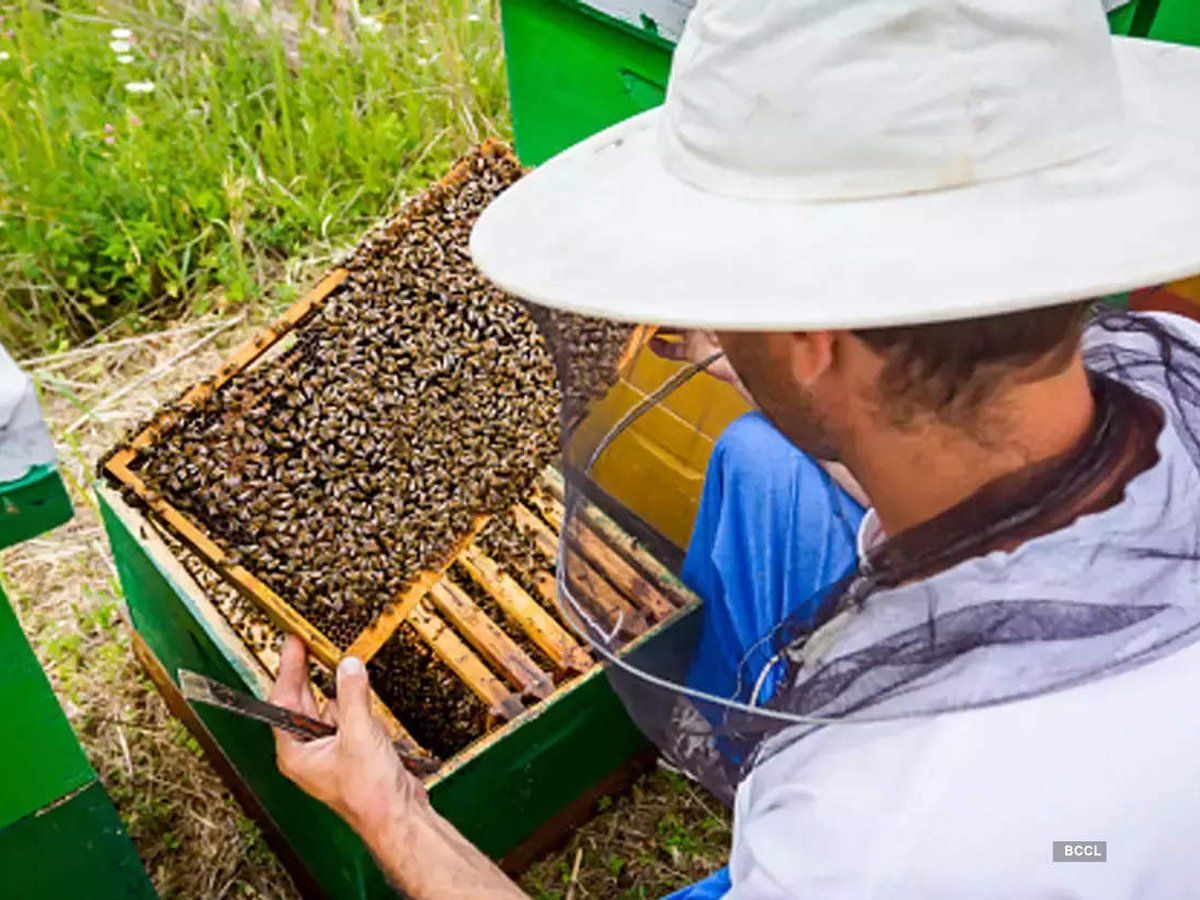 Madhumakkhi Palan, Bee keeping Business | Honey Mission: Good earning ...