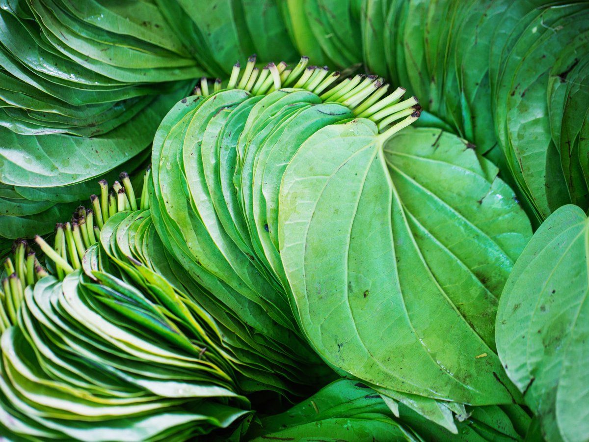 Benefits Of Betel Leaves Health Benefits Of Consuming Betel Leaves Benefits Of Betel Leaves