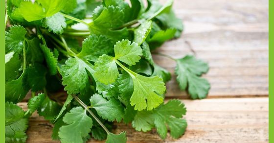 Benefits of Green Coriander: Benefits of Green Coriander for digestive system - पाचन को दुरुस्त ...