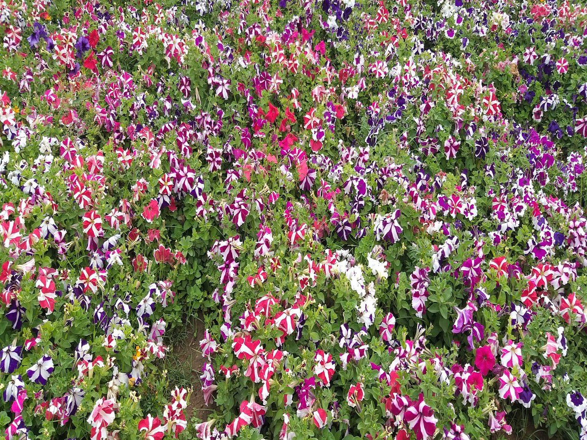 Bhopal Tree Campaigning : Corporation will make people breath healthy ...