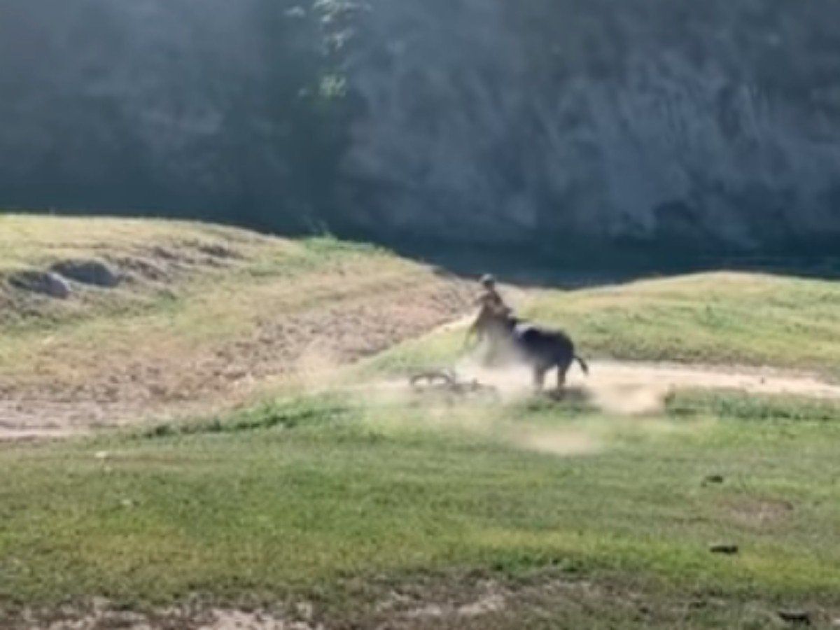 Bull attack on bicyclists Shocking Video Goes Viral, Viral: साइकिल ...
