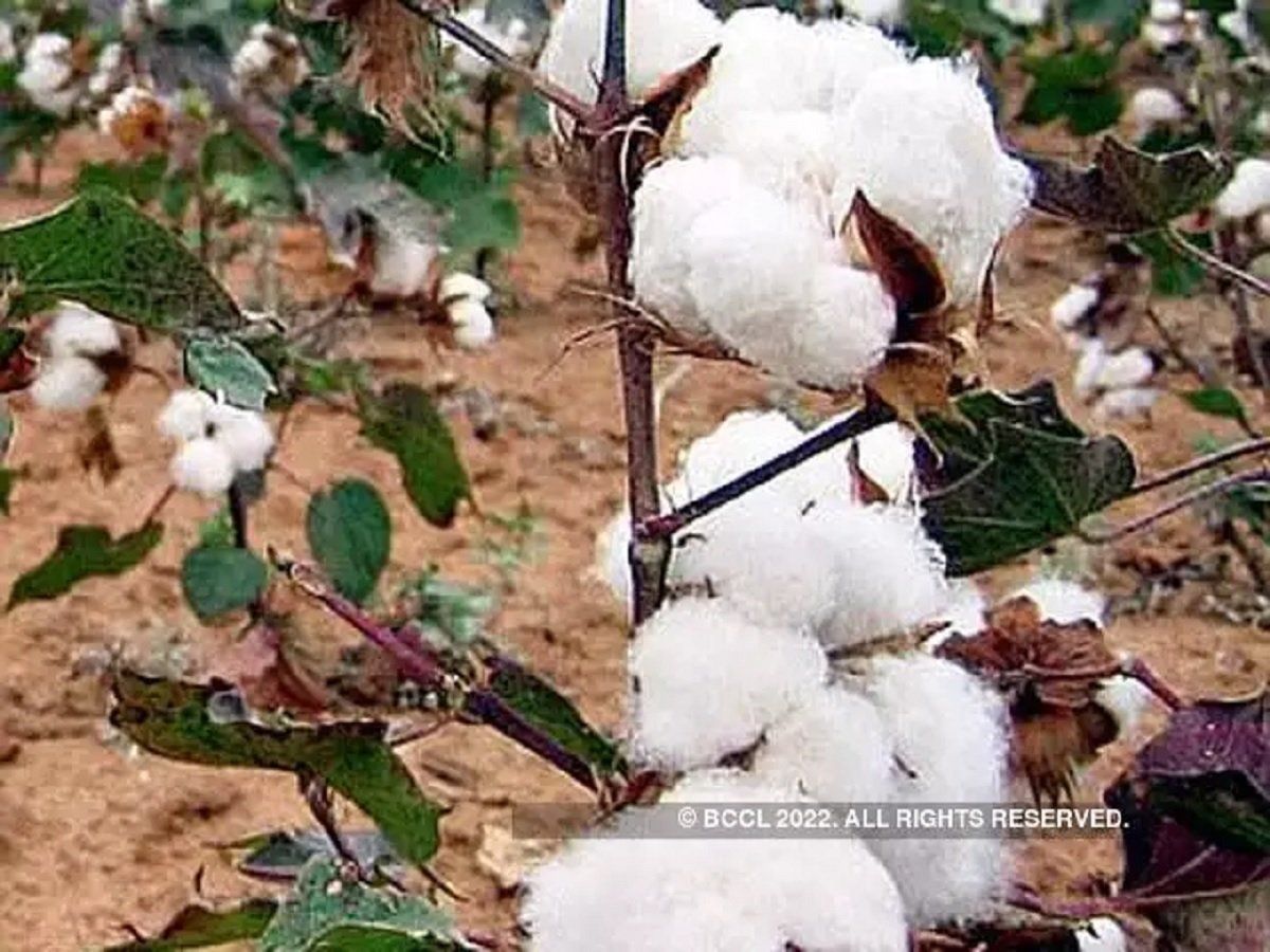 Inflation News: cotton price may reduce further to 40000 rupees ...