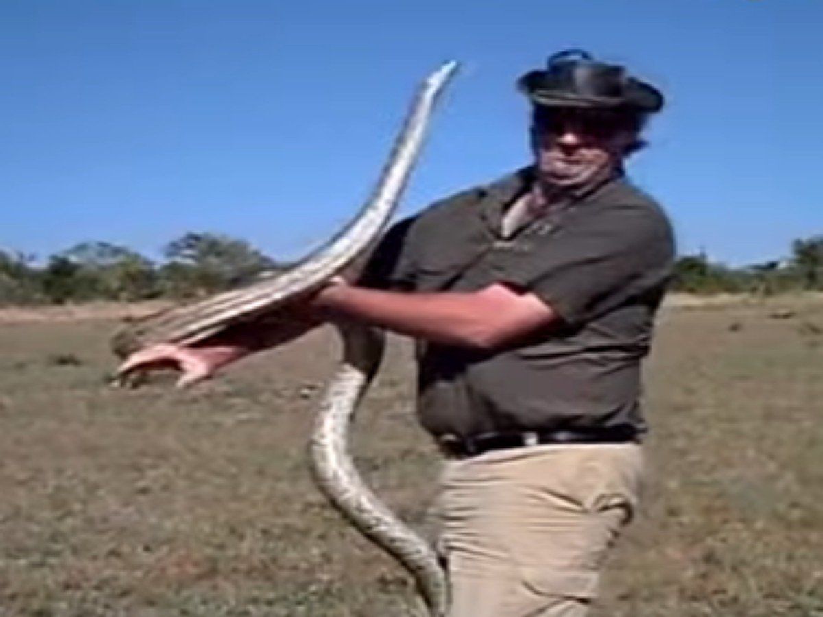 King Cobra Attack on Man Then What Happened Watch Shocking Video, Video ...