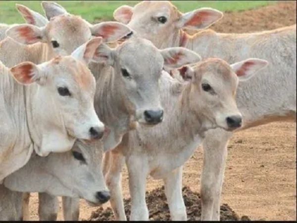 Vastu Dosh Remedies: गौ पूजन का है विशेष महत्‍व, कर लेंगे ये एक उपाय तो ...