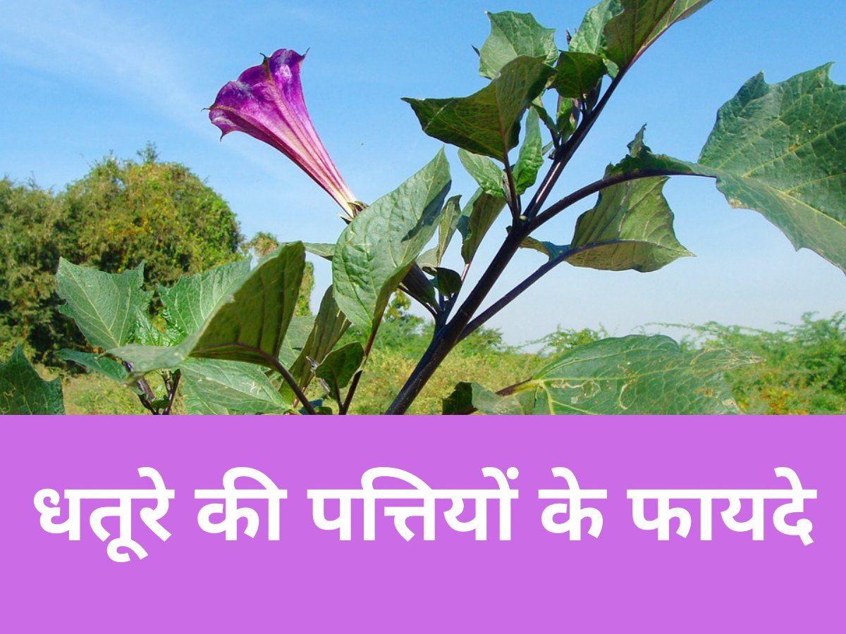 Uses of Datura leaves : health benefits of datura leaves for hair ears ...