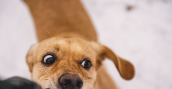 Delhi News: MCD App 311 launched to check stray dog population-दिल्‍ली ...