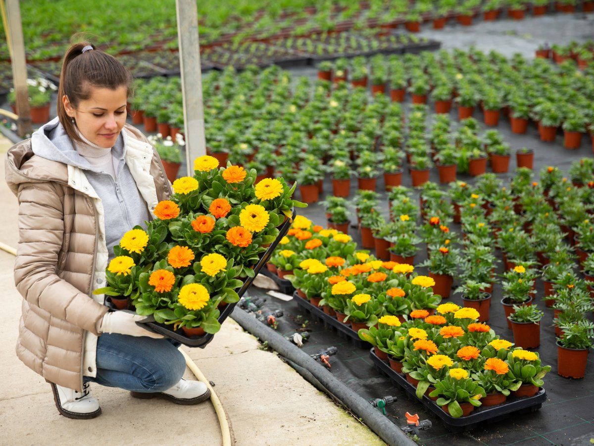 Career in Floriculture: Floriculture Course and Career Scope of ...