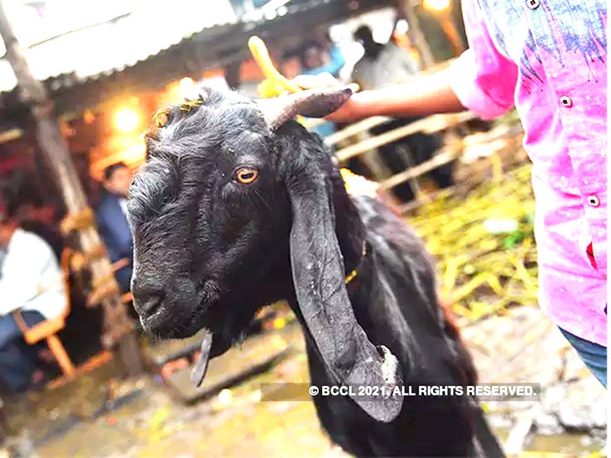 Sultan Goat Price | आखिर कुछ तो खास है इस "बकरे" में लोग 20 लाख रूपये ...
