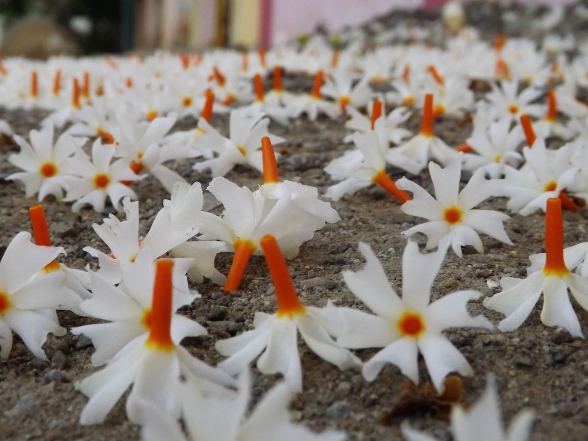 Harsingar Flowers Benefits :Health Benefits of Harsingar Flowers - बड़े ...