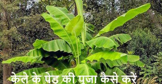 Kele ke ped ki puja Vidh: कैसे करना चाहिए केले के पेड़ का पूजन, जानने ...