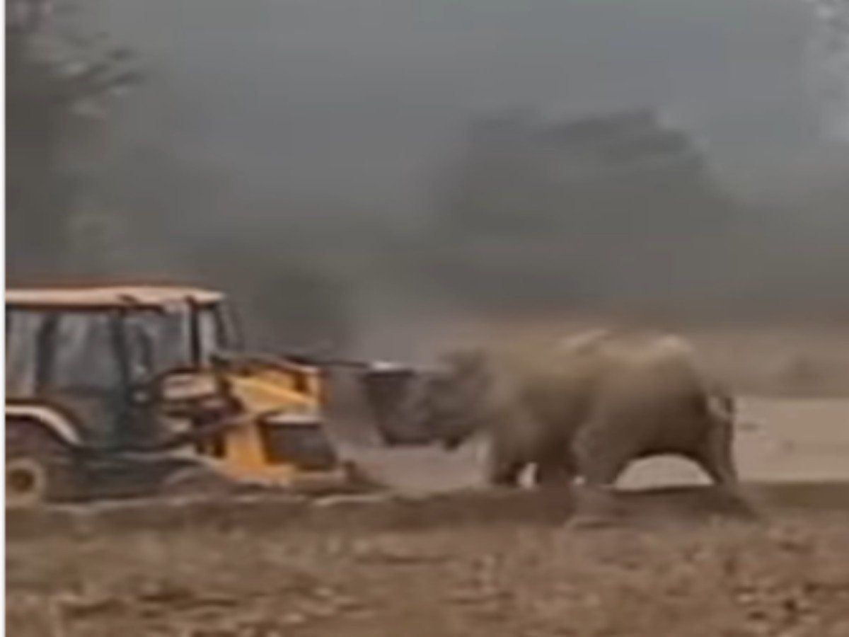 Elephant Vs JCB Fight Between Elephant And JCB Then What Happened Watch ...