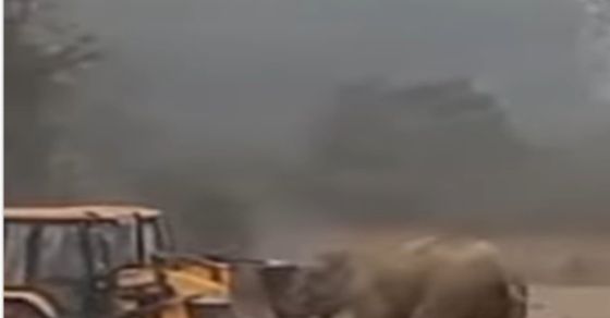 Elephant Vs JCB Fight Between Elephant And JCB Then What Happened Watch ...