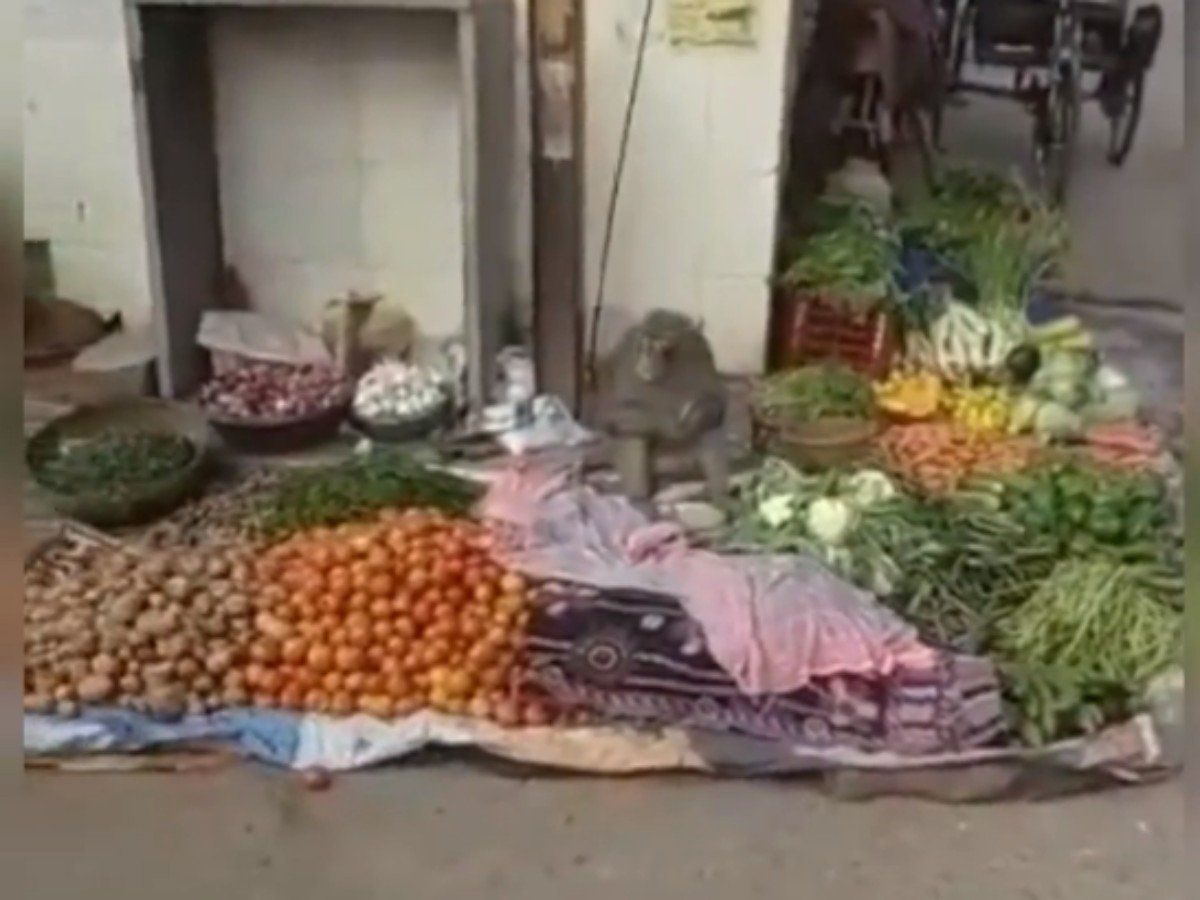 Monkey Video Monkey Sold Vegetables in Market Funny Video Goes Viral ...
