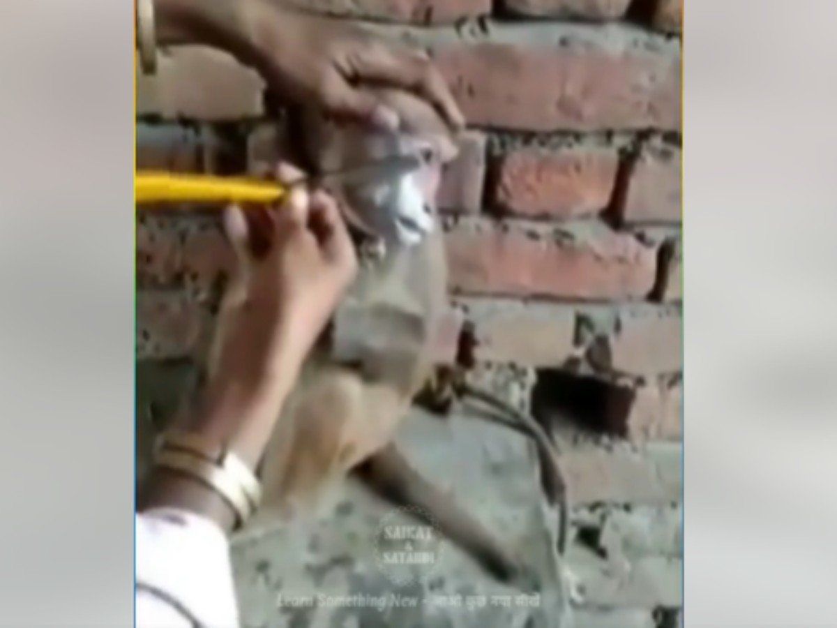 Funny Video Monkey Shave Video Goes Viral on Social Media, Viral Video ...