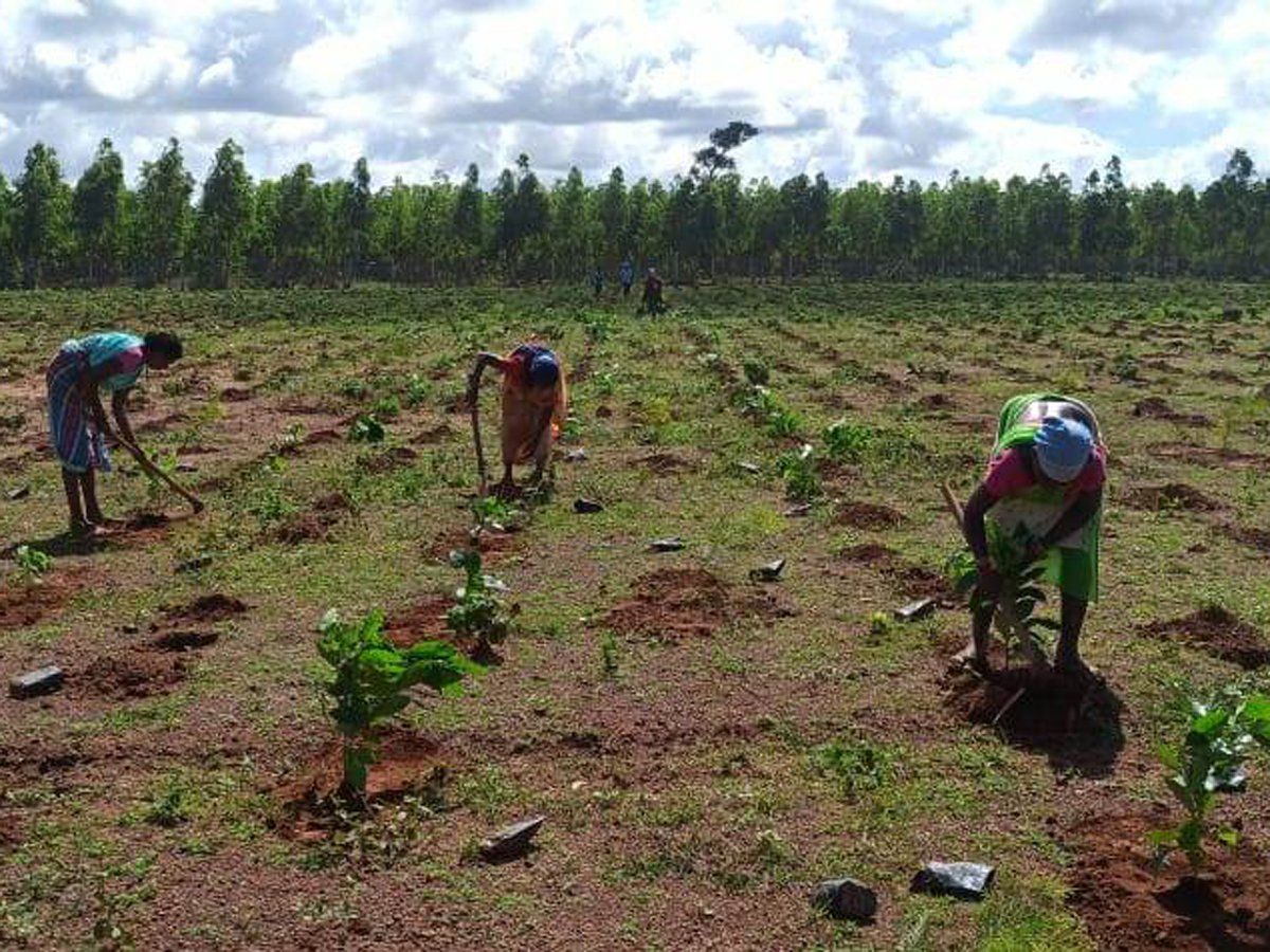 Mukhyamantri Vriksharopan Protsahan yojana: plantation in Chhattisgarh ...