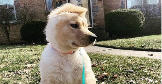 यूनिकॉर्न डॉग: इंटरनेट पर छाया सिर्फ एक कान वाला कुत्ता, इन [Photos] और ...