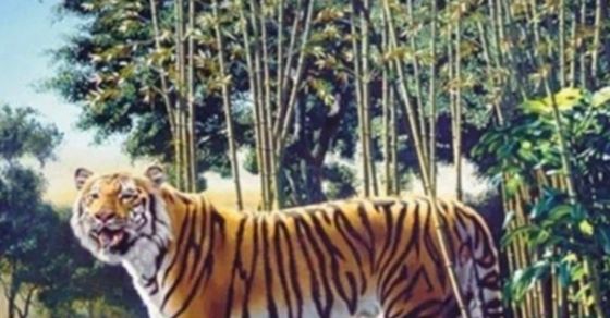 Can You Find Hidden Tiger In Optical Illusion Viral Photo, Optical ...