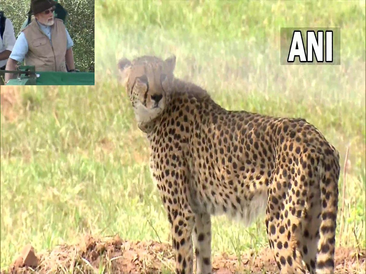PM Modi releases the cheetahs at Kuno National Park in Madhya Pradesh ...
