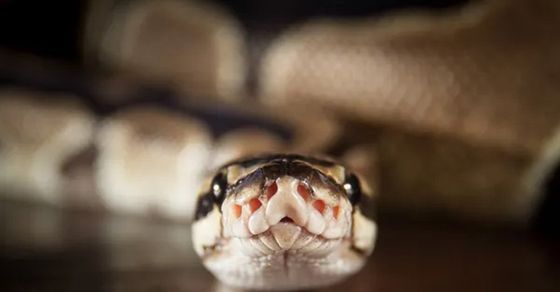 [PHOTOS] जब छत से गिरा 13 फुट का अजगर, 10 साल से छिपा था 19 किलो का ...