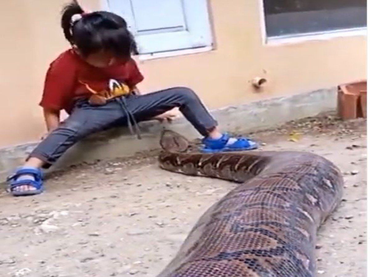 Snake Video Boy Play With Two Giant Python Shocking Video Viral ...