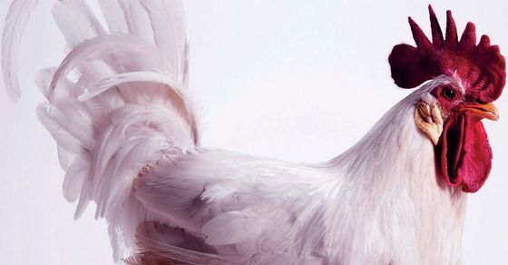 Rooster Weird Noise Video Goes Viral on Social media, देसी मुर्गे की ...