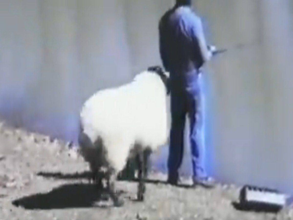 Sheep hit Man Then What Happened Watch Viral Video, Viral Video: मछली ...