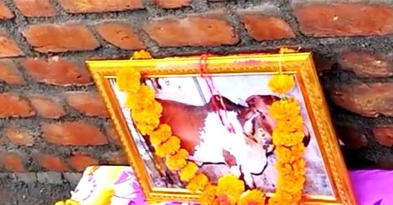 On the death of a cow 1100 Brahmins were fed a feast four days of ...