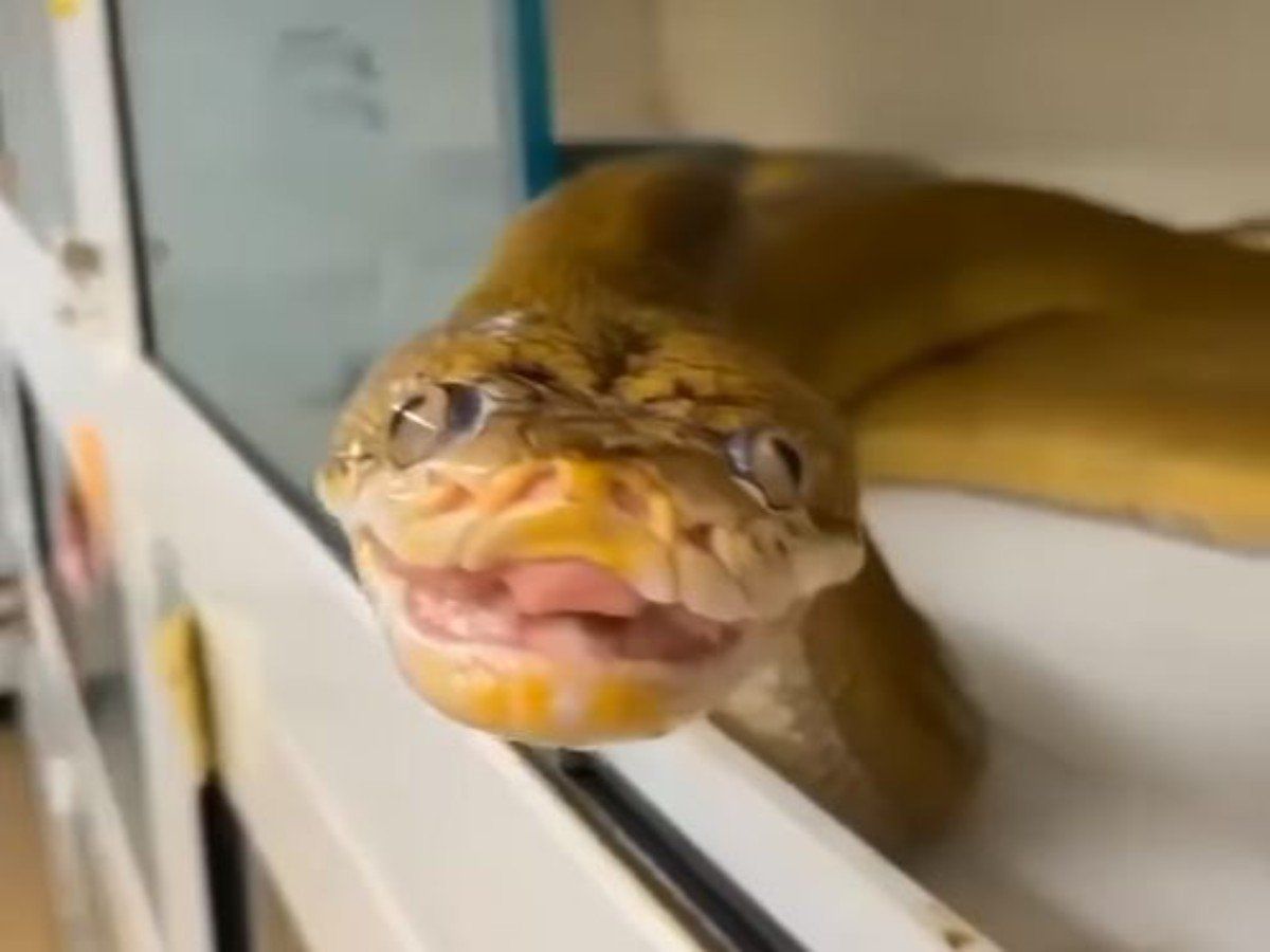 Snake Viral Video Snake Smile Viral Video in Hindi, Viral: हंसते हुए इस ...