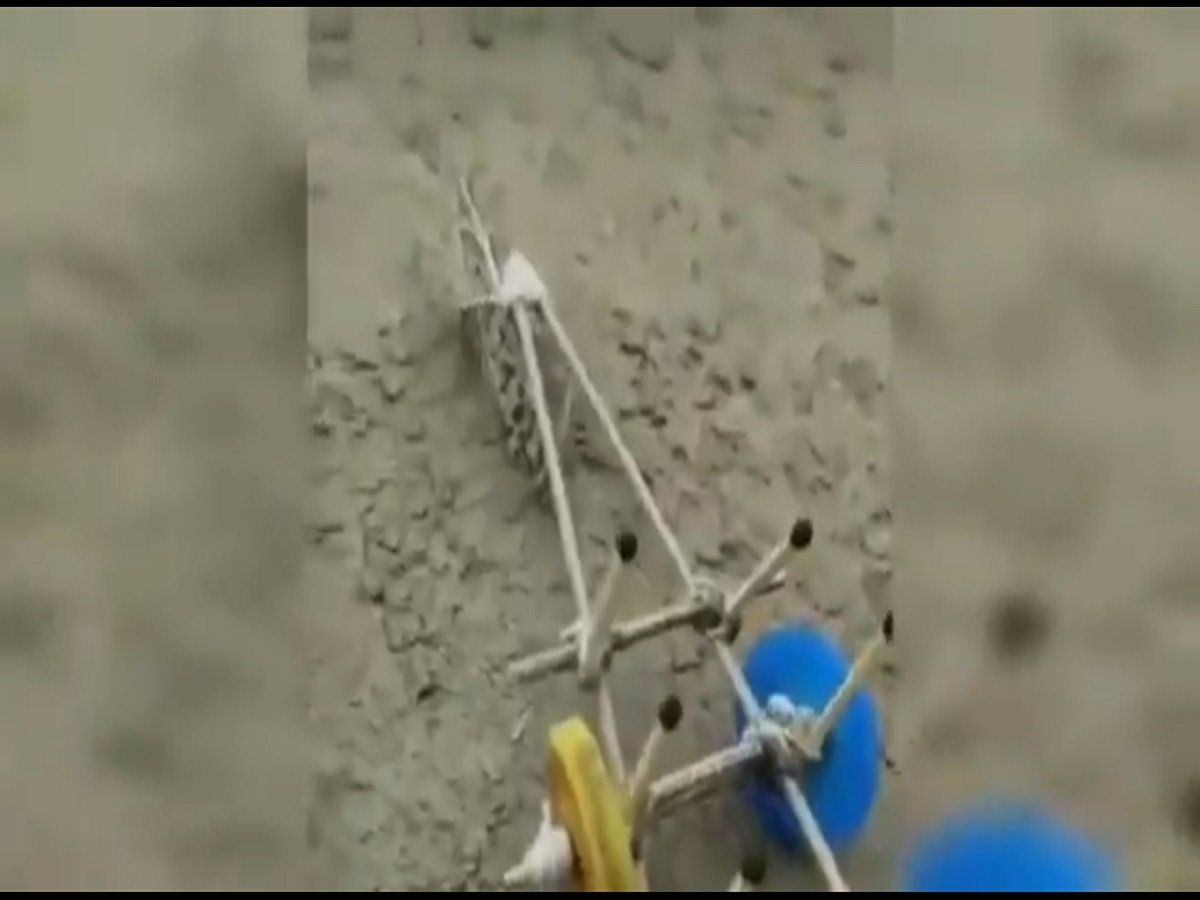 Tiddi ka hamla, Locust Attack: फसल बर्बाद करने के आरोप में शख्स ने ...