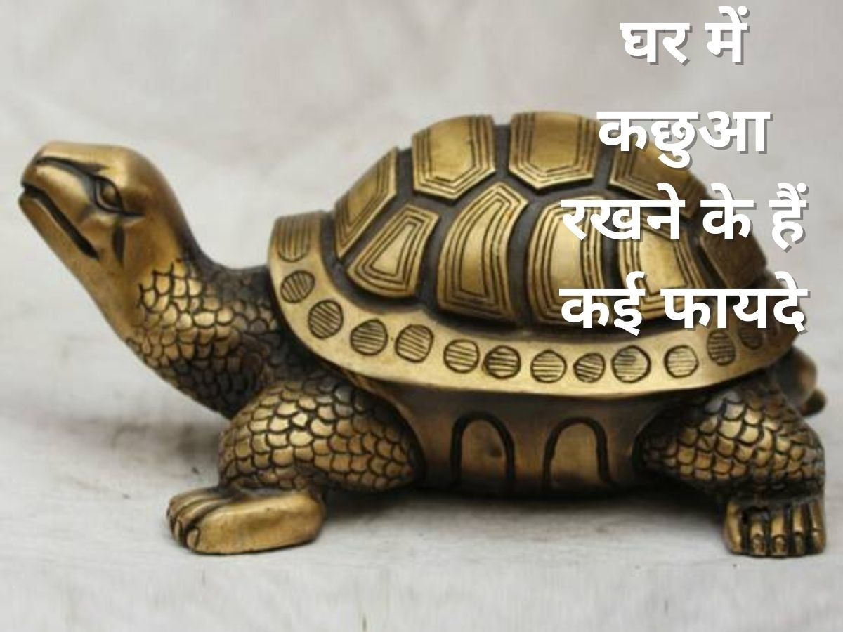 Vastu Tips: vastu Tips for Keep Tortoise At Right Direction Benefits ...