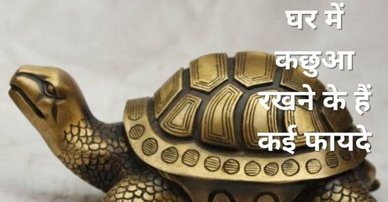 Vastu Tips: vastu Tips for Keep Tortoise At Right Direction Benefits ...