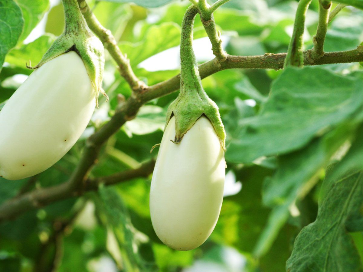 white brinjal is beneficial for stomach heart as well as kidney - White ...