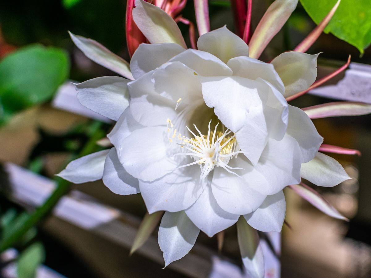 Astro Tips Brahma Kamal Vastu Tips For Brahma Kamal Plant Benefits And Astro Tips Brahma Kamal Vastu Tips For Brahma Kamal Plant Benefits And
