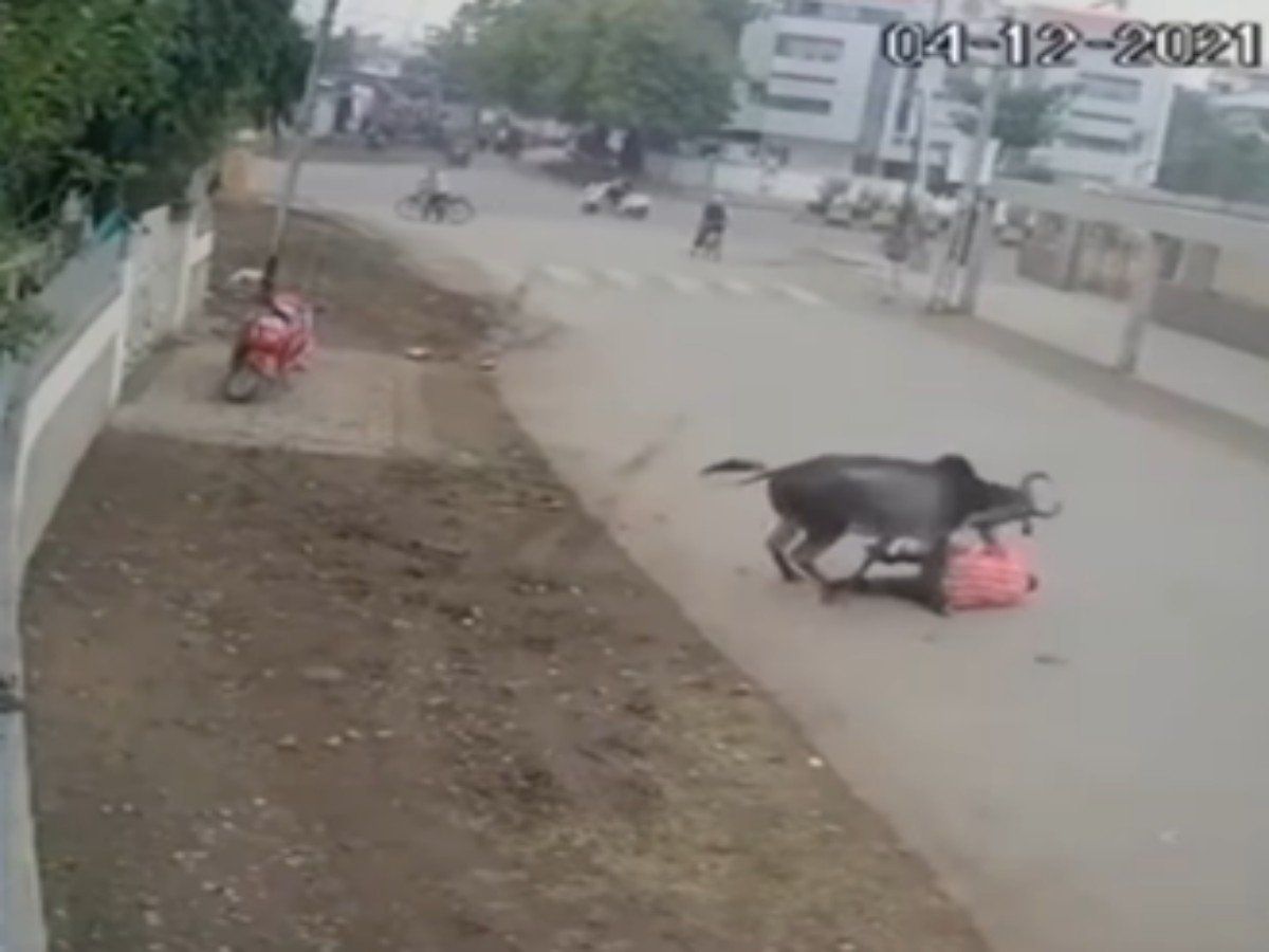 Shocking Video Bull Attack Video Goes Viral on Social Media, Shocking ...