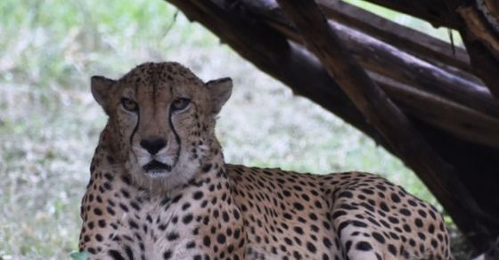 Cheetas in India: What are the names of eight Cheetas which came from ...