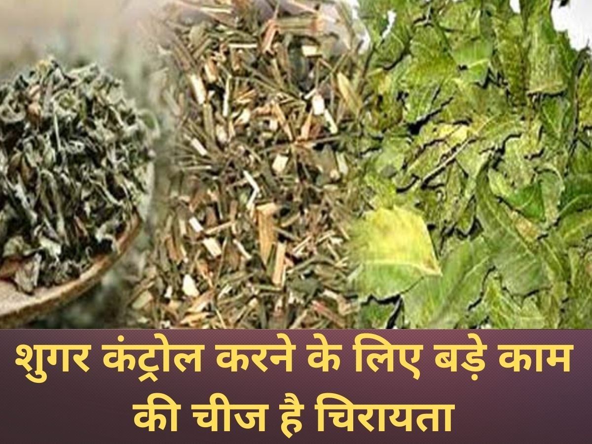 Chirayta Benefits: Chirayta Benefits For Control Sugar Chirayta Ke ...