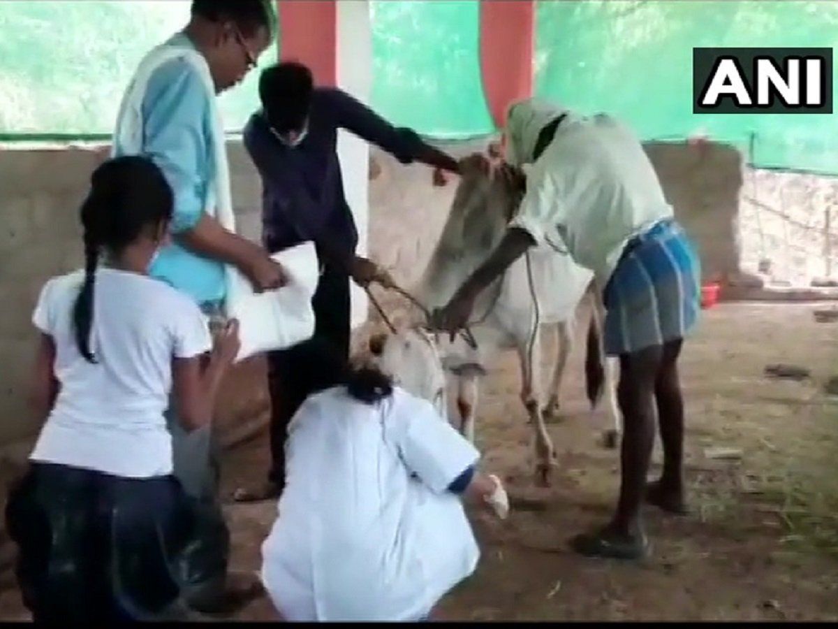 cow bitten a crude bomb, A cow has bitten a crude bomb received a ...