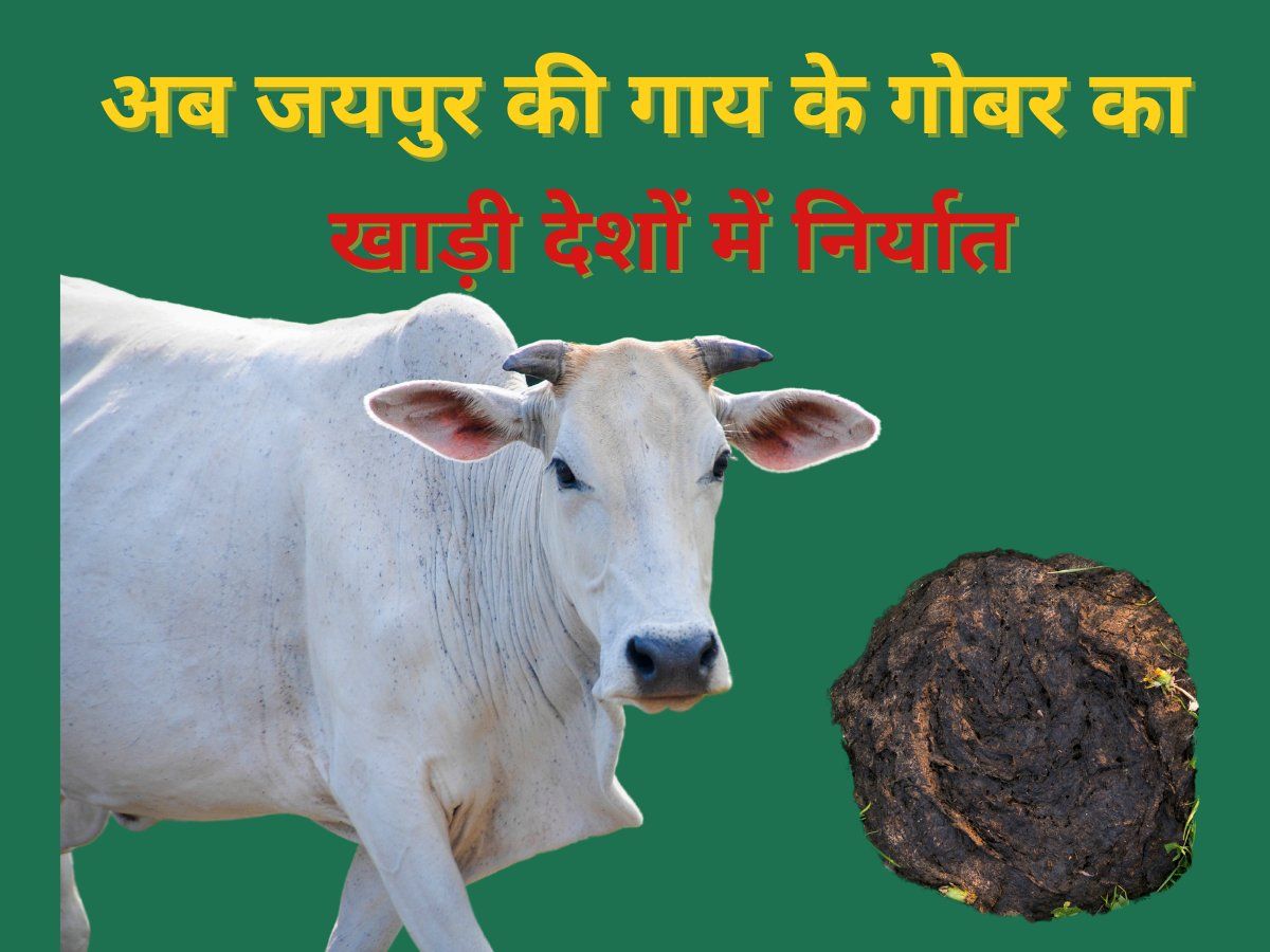 Jaipur Development: Desi cow dung will be exported in the Gulf sent 192 ...