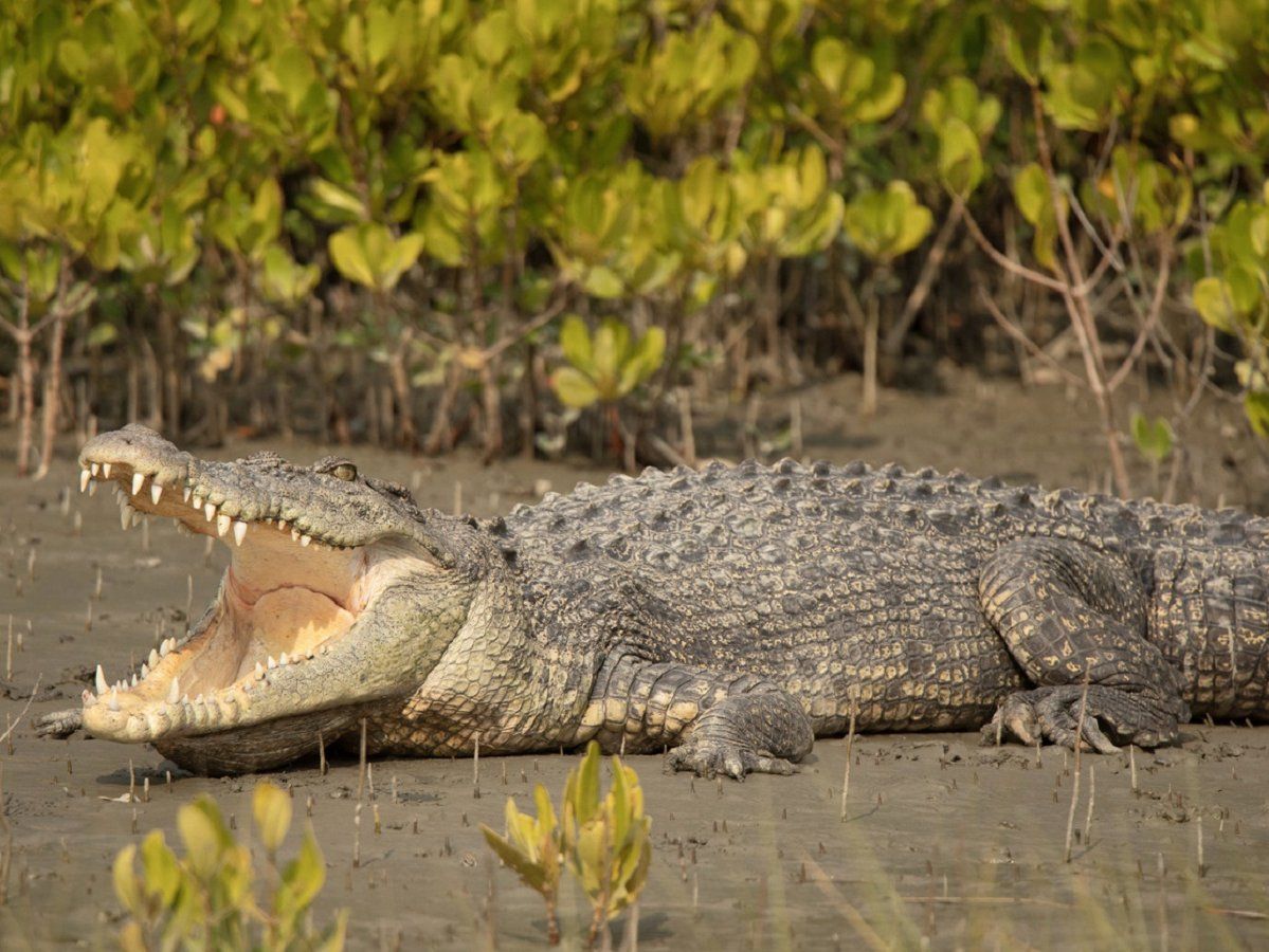 Man Crocodile Friendship Video Goes Viral on Social Media, मगरमच्छ और ...