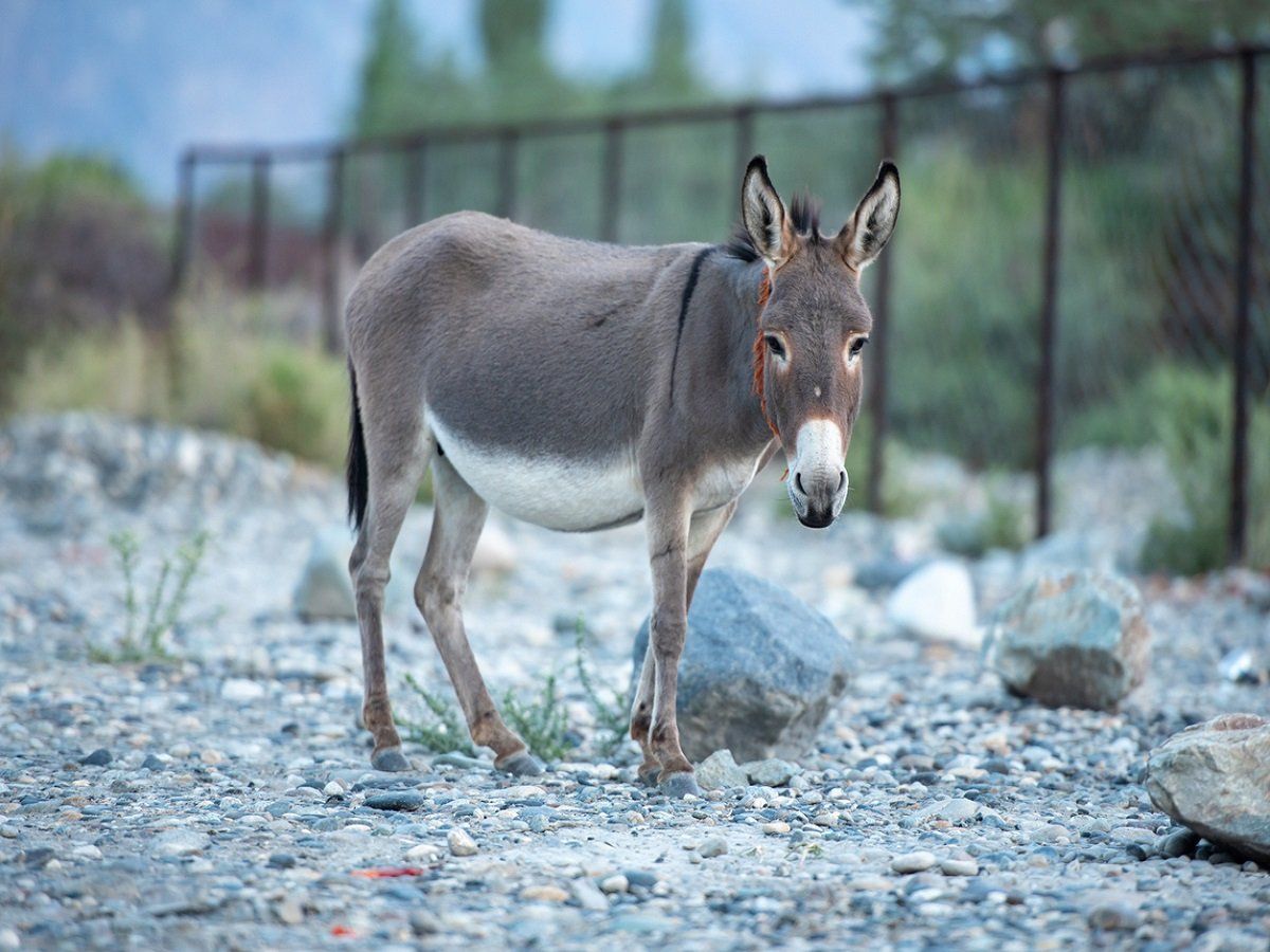 Funny Video Lamb rides donkey in Unique Style Watch Viral Video, मेमने ...