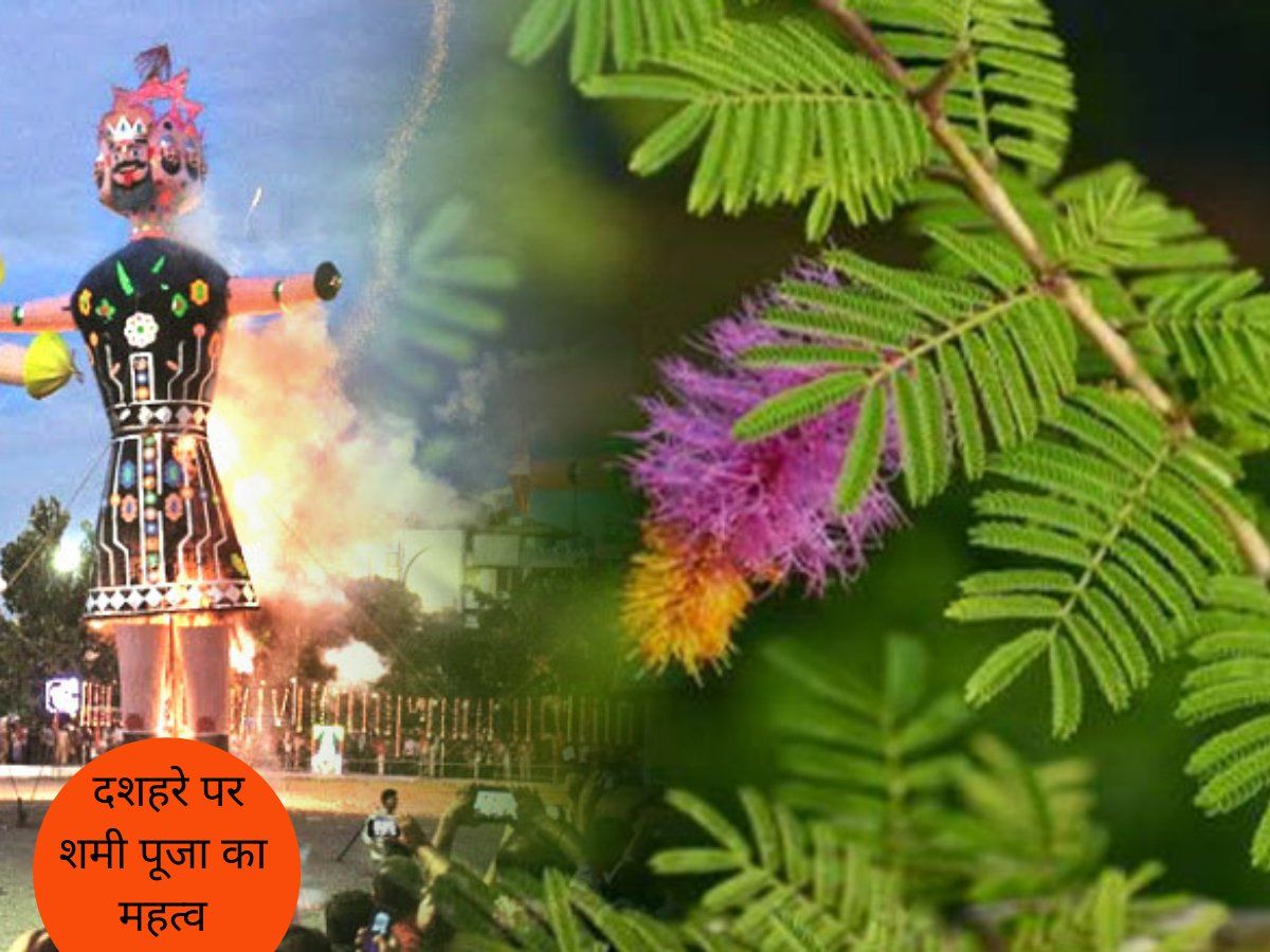 shami Pujan on Dussehra, दशहरे पर जरूर करें शमी के पेड़ की पूजा, जानें ...