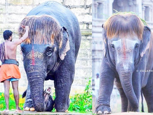 Elephant's unique Hairstyle | Sengamalam Elephant's unique bob cut ...