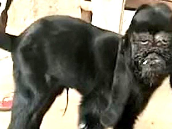 Mutant goat born with cyclops eyes in middle of forehead in Turkey ...
