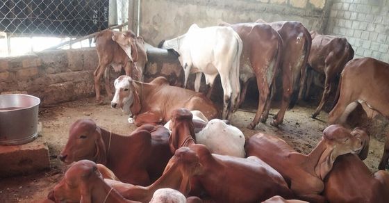 Ranchi Sukurhutu Gaushala: Paint will be made from cow dung in Ranch ...